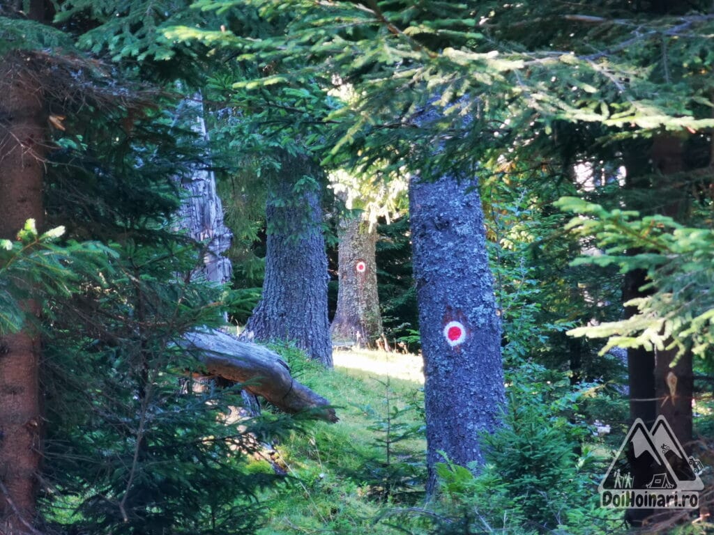 Primul traseu marcat din Rânca - Traseul Parc Aventura - DoiHoinari